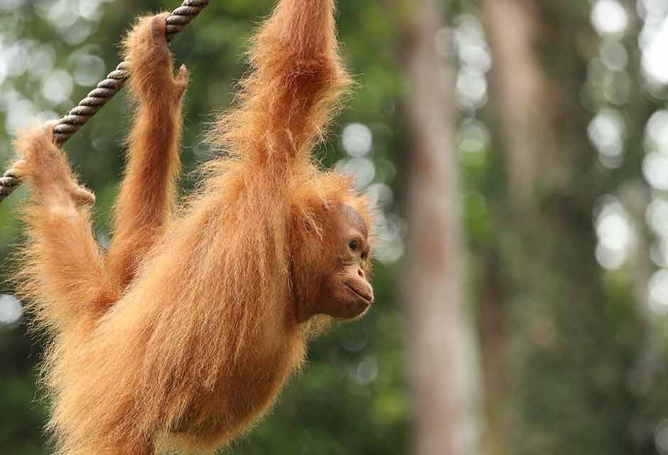 Orangutang på Borneo | Thabela Travel
